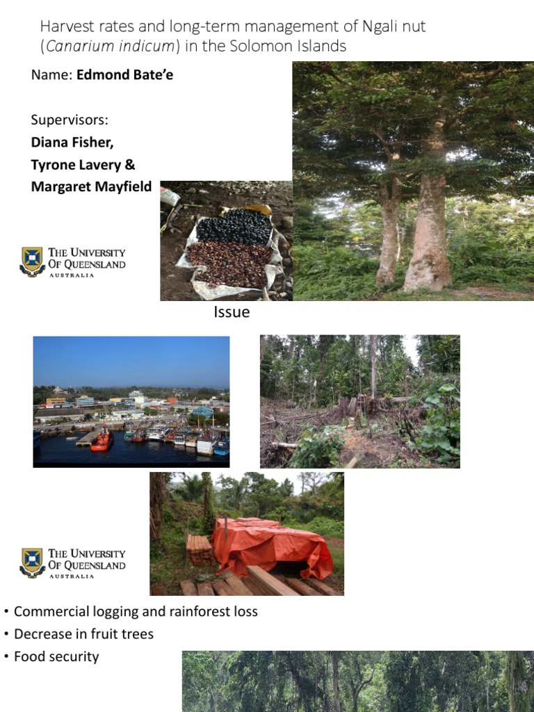 Harvest Rates and Long-Term Management of Ngali Nut (Canarium Indicum ...
