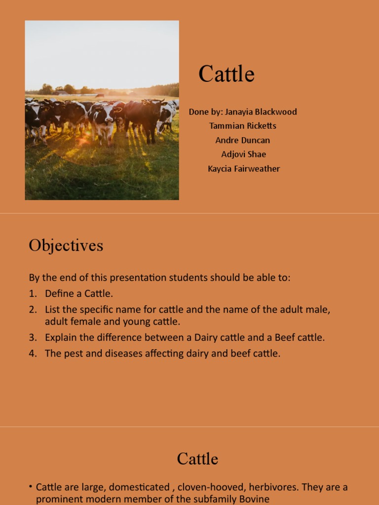 Cattle Presentation | PDF | Cattle | Dairy Cattle