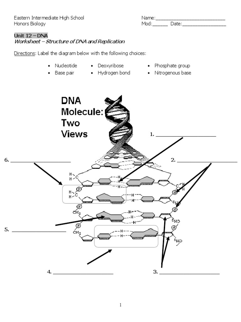 Honors Biology: DNA Worksheet | PDF | Dna | Dna Replication