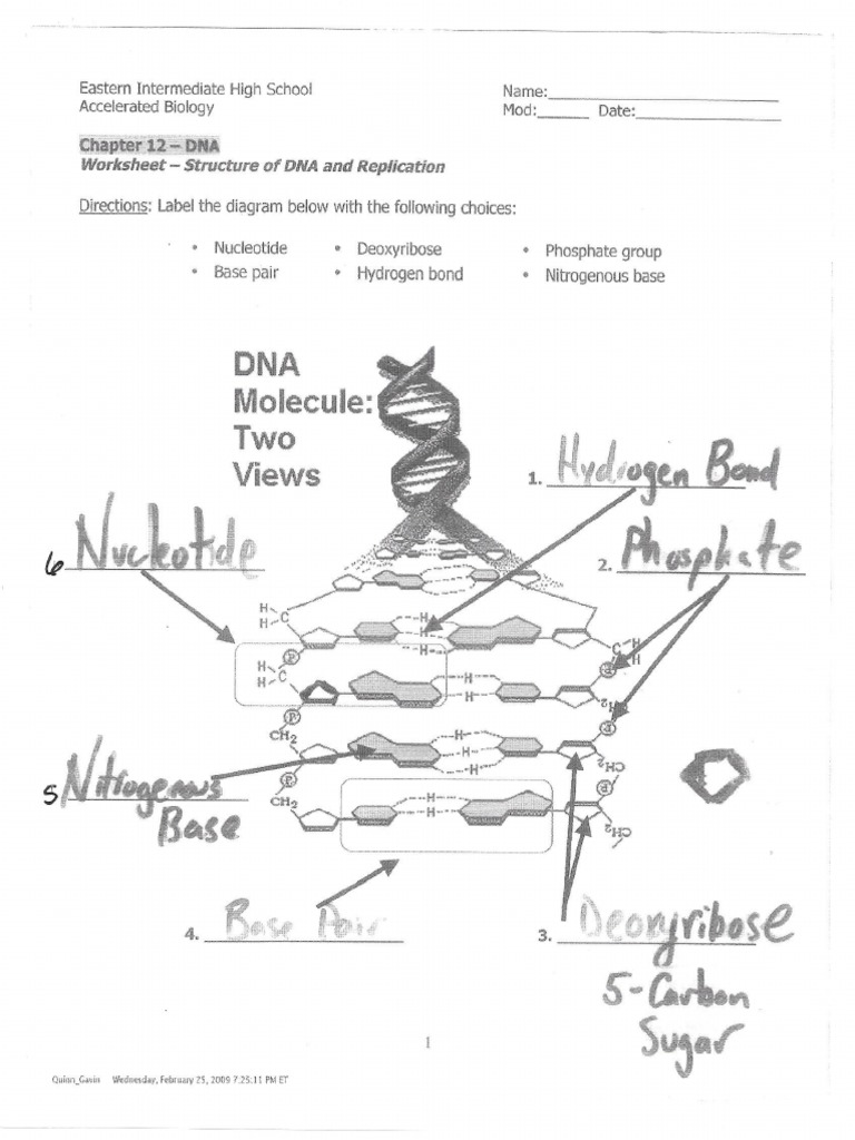 Structure of Dna An Replication Ws Answers | PDF