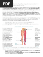 Pruebas Ortopédicas: Signos de Lasègue y Bragard | PDF | Rodilla | Codo