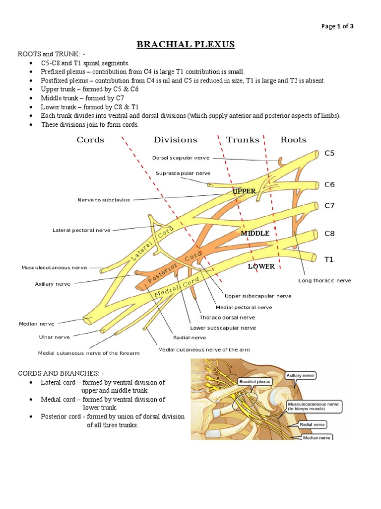 Brachial Plexus | PDF | Arm | Anatomical Terms Of Motion