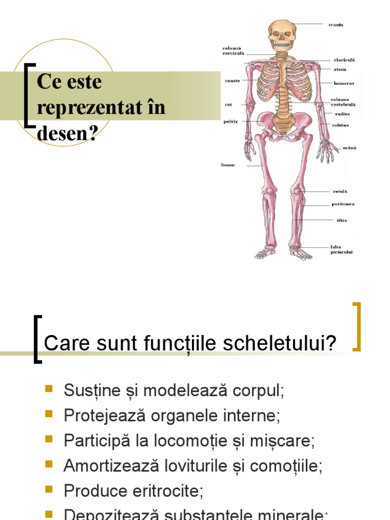 Scheletul Axial | PDF