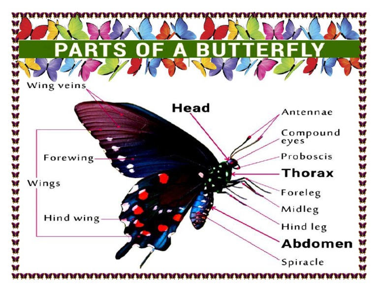 Parts of Butterfly | PDF