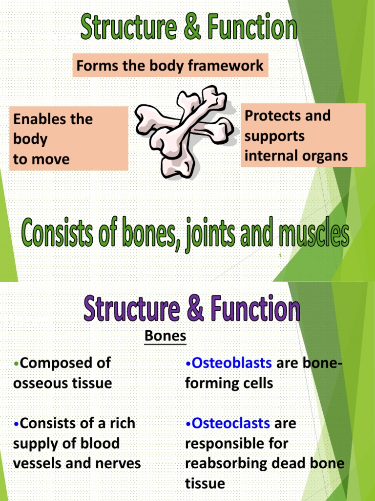 Bone Structure and Medical Terms | PDF | Bone | Pelvis