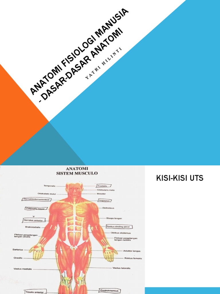 Anatomi Fisiologi Manusia | PDF