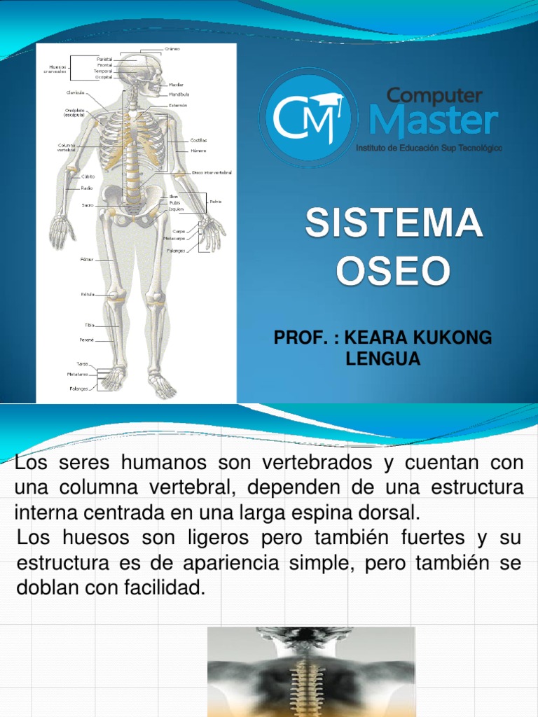 Sistema Oseo Ii | PDF | Esqueleto | Hueso