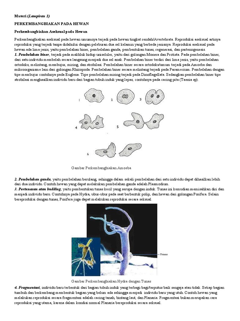 Reproduksi Hewan: Aseksual dan Seksual | PDF | Griya & Taman