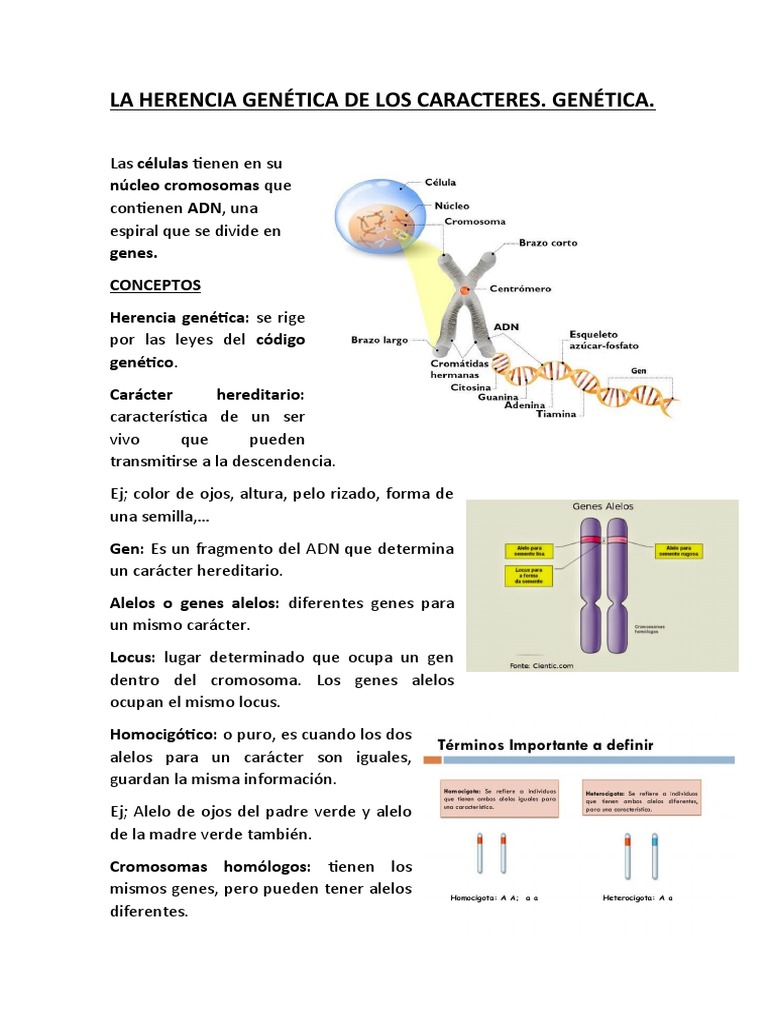 Herencia Genética | PDF | Alelo | Dominancia (Genética)