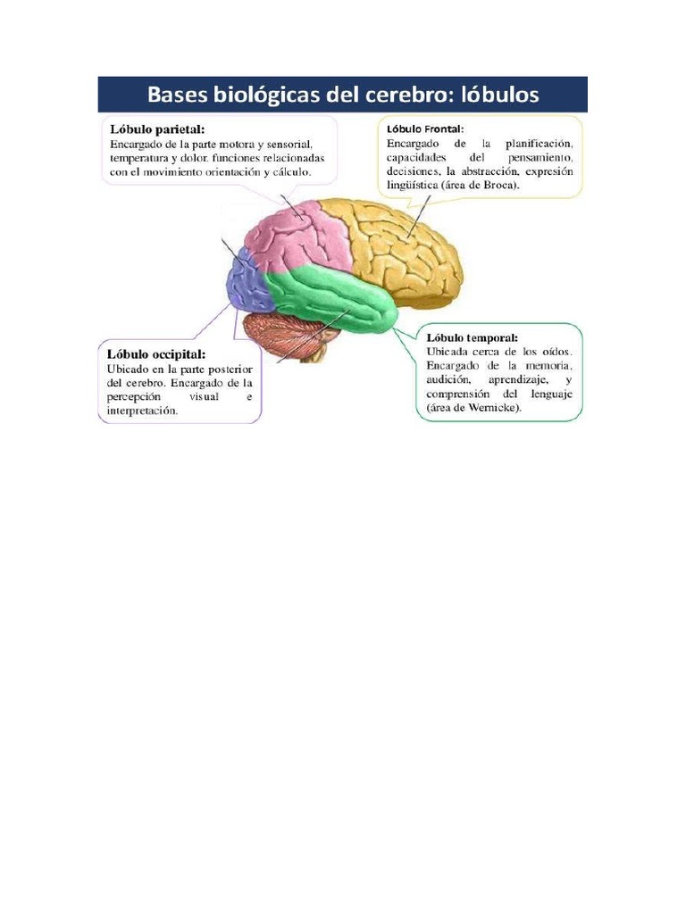 Cerebro Pdf