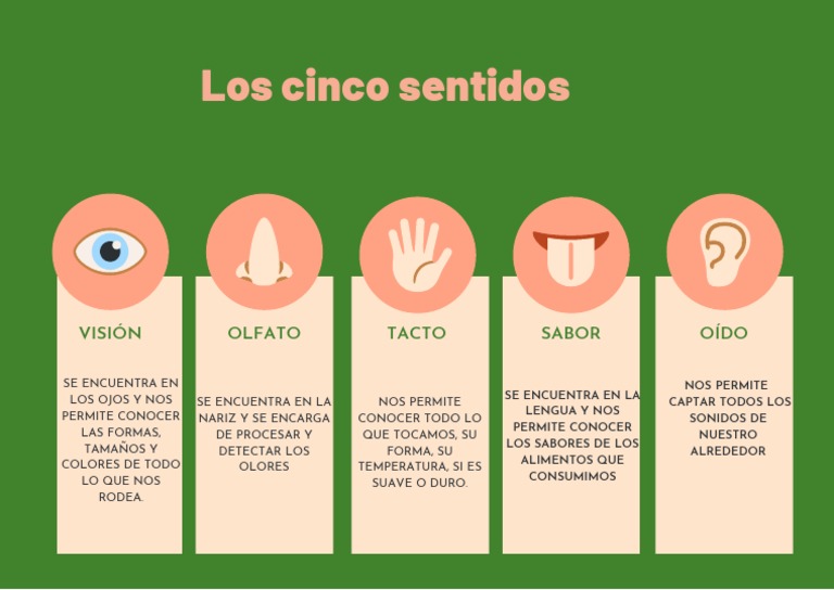 Infografía de los cinco sentidos | PDF | Estudios de idiomas extranjeros