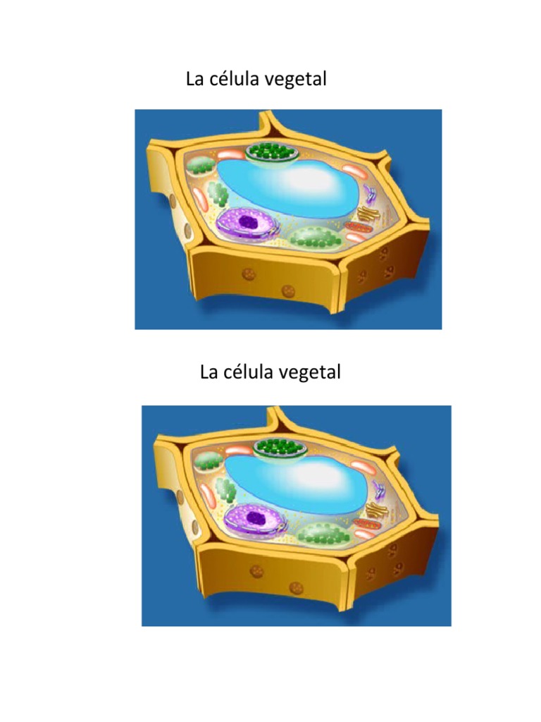 LA CELULA Vegetal Final | PDF