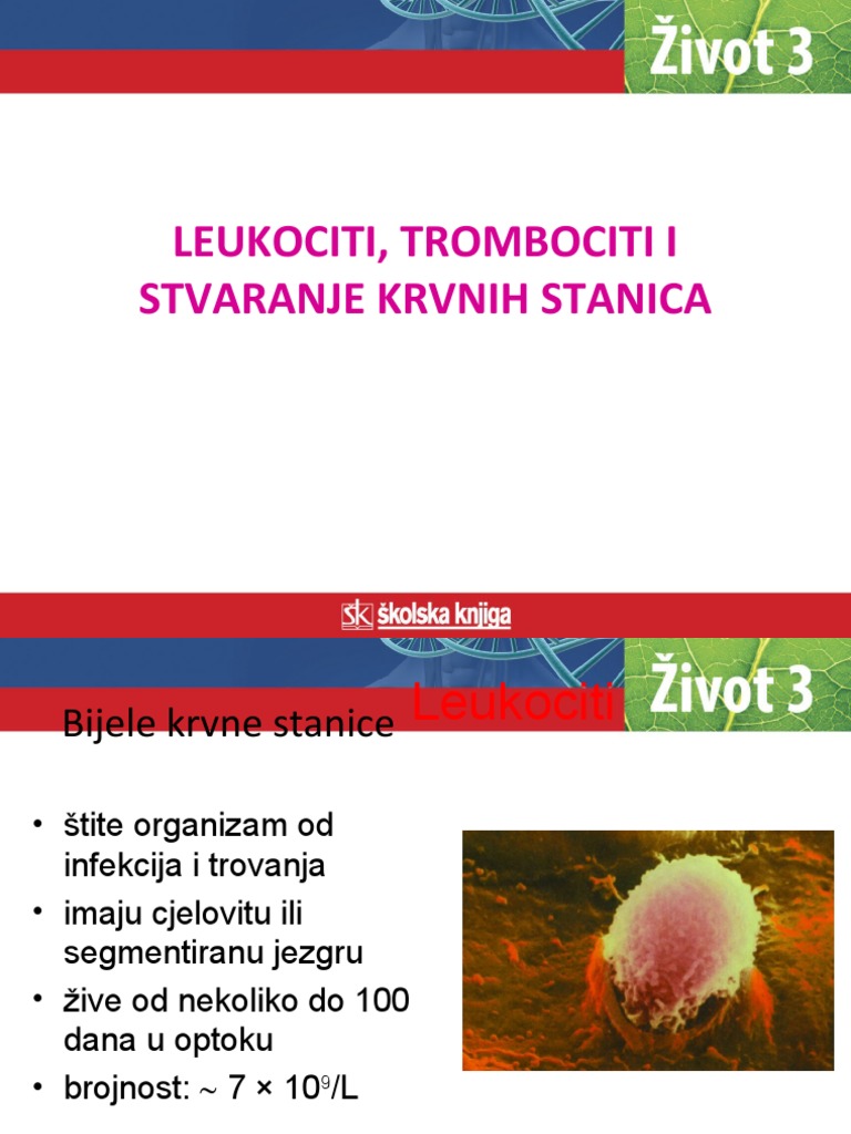 SK 4 Leukociti Trombociti I Stvaranje Krvnih Stanica | PDF