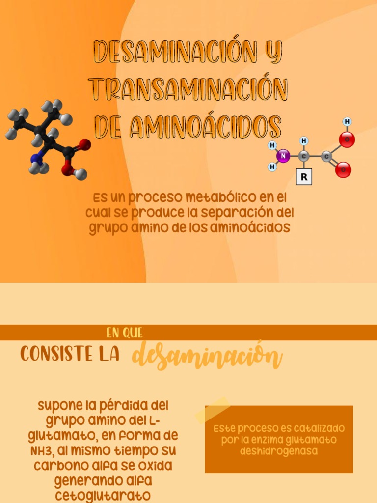 DESAMINACIÓN Y TRANSAMINACIÓN DE AMINOÁCIDOS | PDF
