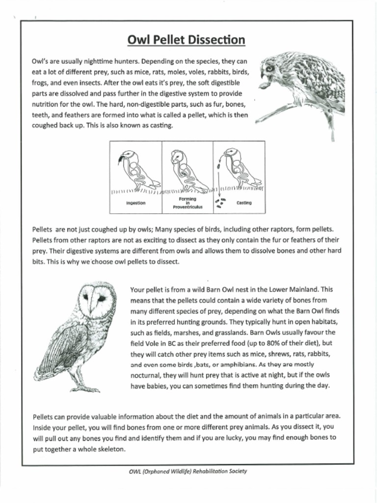Owl Pellet Lab-1 | PDF