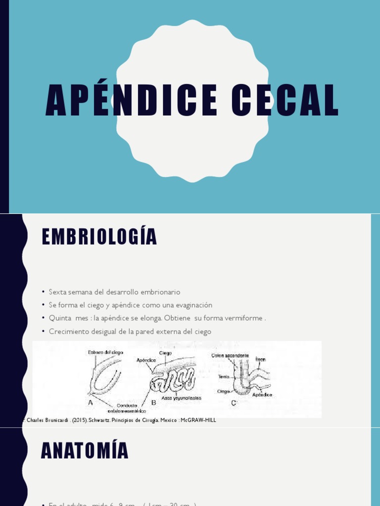 Apéndice Cecal | PDF | Especialidades Medicas | Anatomía
