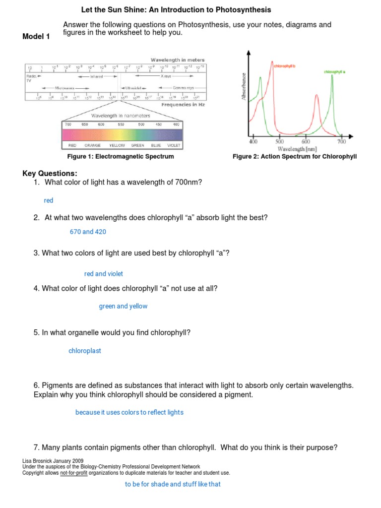 Kami Export - Let The Sun Shine in Worksheet | PDF | Photosynthesis ...