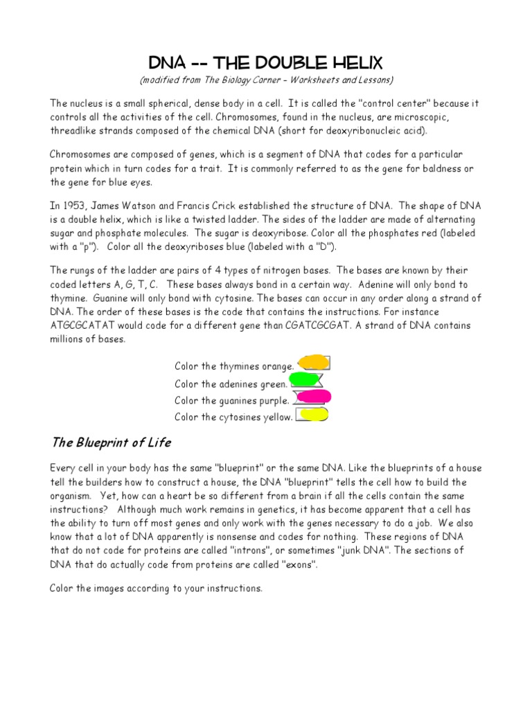 DNA Coloring | PDF