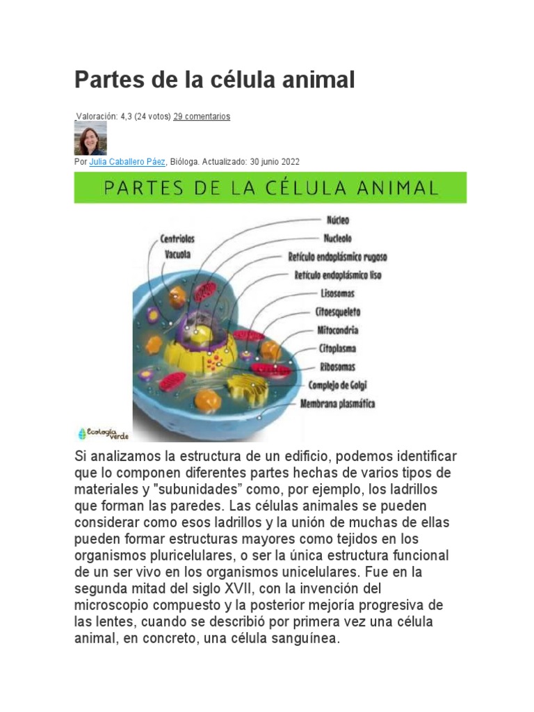 Partes de La Célula Animal | PDF | Biología Celular) | Citoplasma