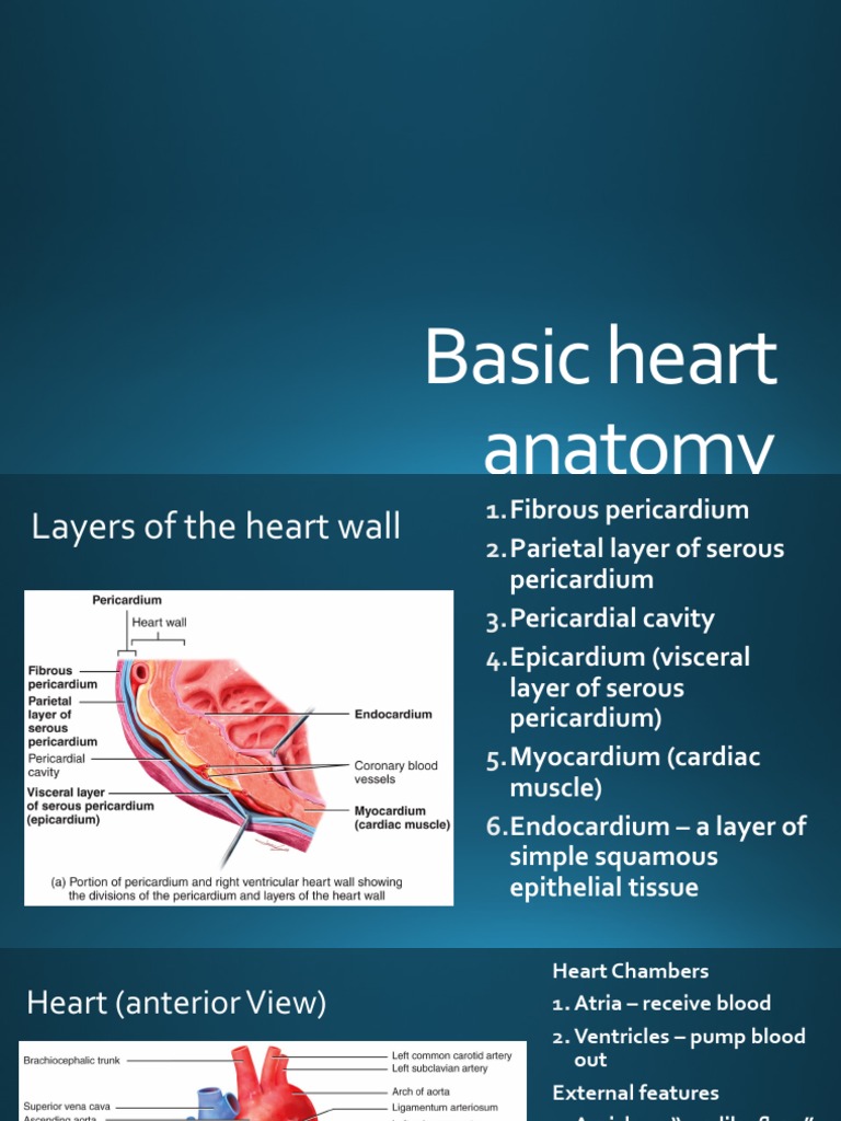 Cardiac Conduction System Power Point Presentation | PDF | Heart Valve ...