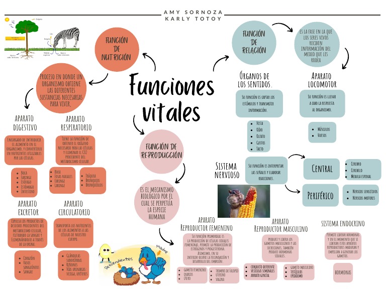 Funciones Vitales Pdf Sistema Reproductivo Sistema Urinario