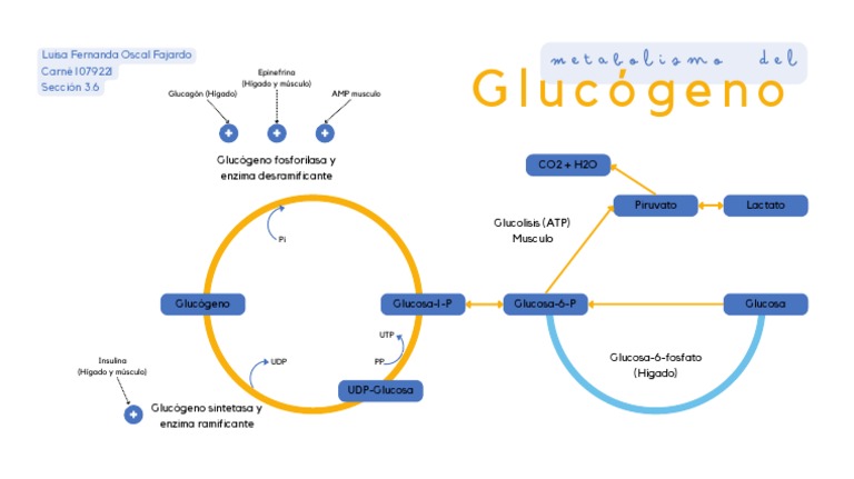 Mapa - Metabolismo Del Glucógeno | PDF