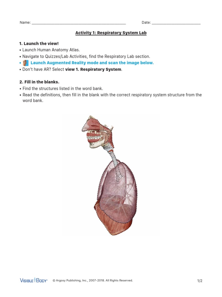 Respiratory Lab Activity | Download Free PDF | Respiratory Tract ...