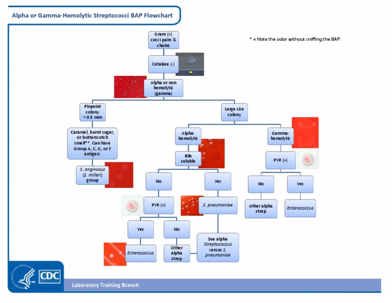 Alpha or GammaHemolytic Streptococci On BAP Flowchart | PDF ...