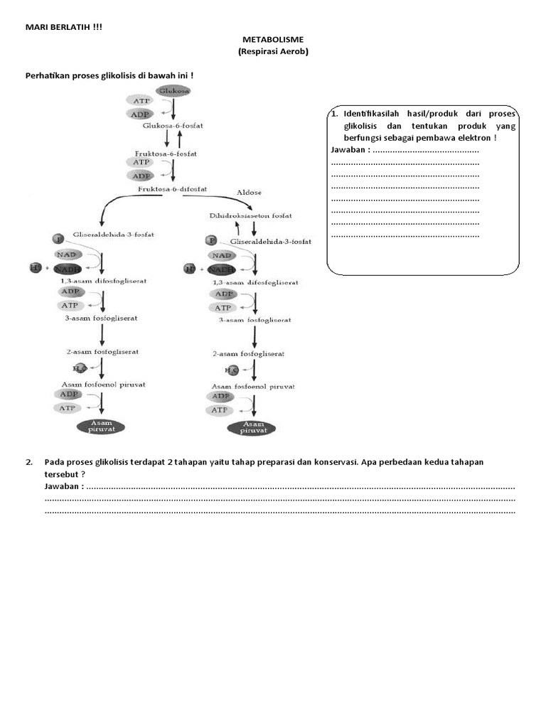 Mari Berlatih Respirasi Aerob | PDF