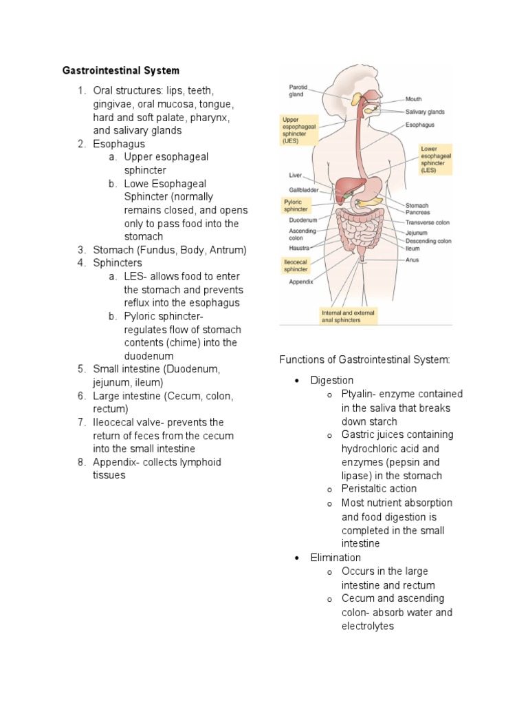 Gastrointestinal System | Download Free PDF | Gastrointestinal Tract ...