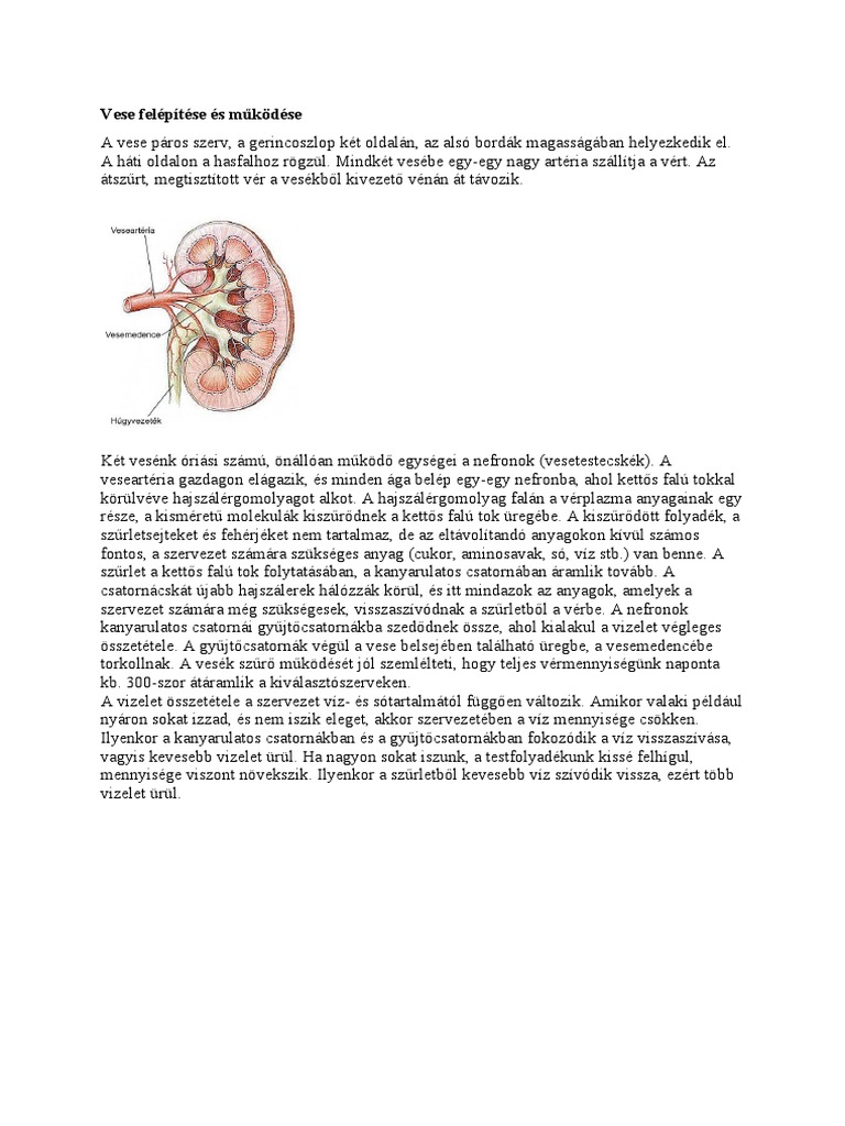 Vese Felépítése És Működése | PDF