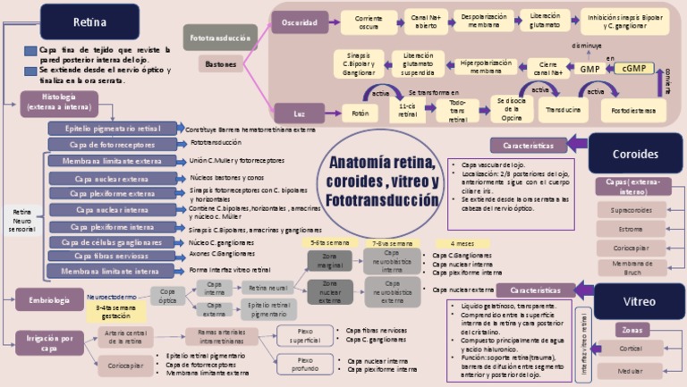 Mapa Conceptual Retina | PDF | Retina | Ojo