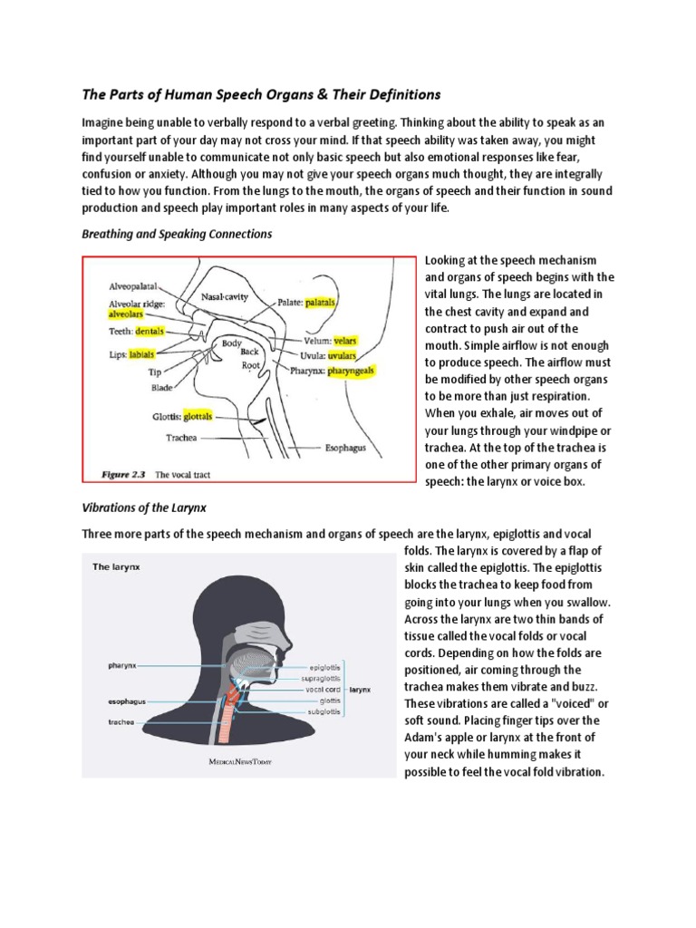 Human Speech Organs Their Definitions | PDF | Larynx | Human Anatomy