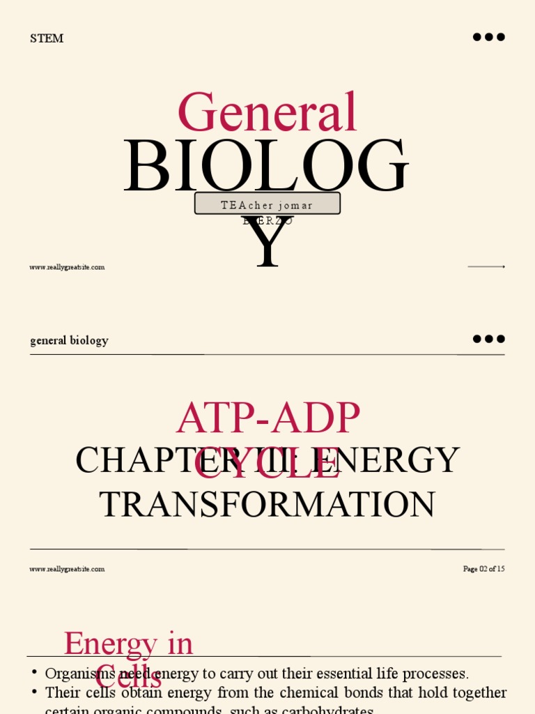 Atp Adp Cycle | PDF | Adenosine Diphosphate | Photosynthesis