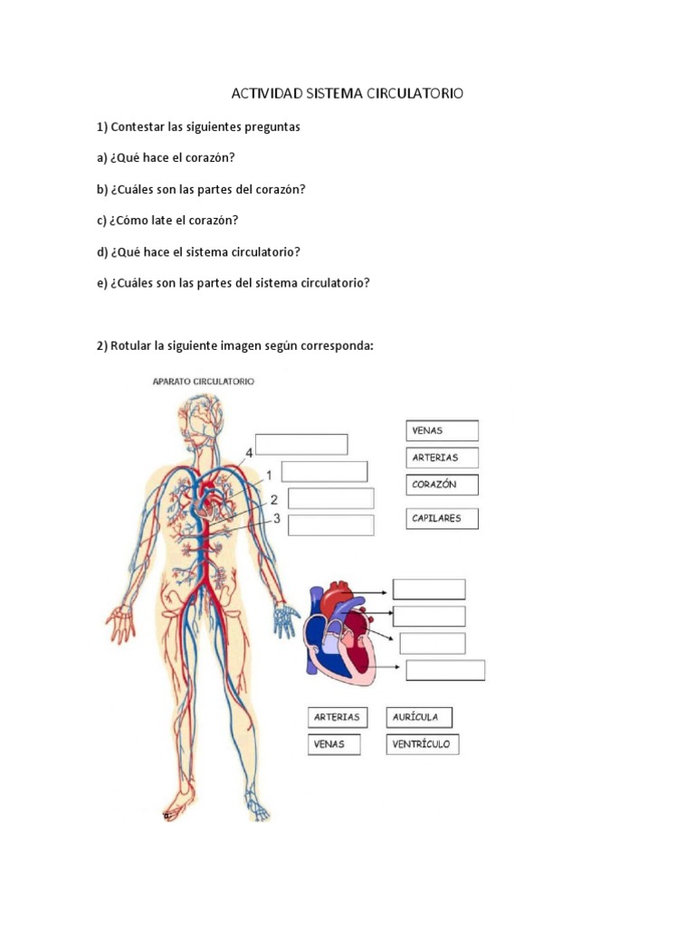Actividad Sistema Circulatorio | PDF