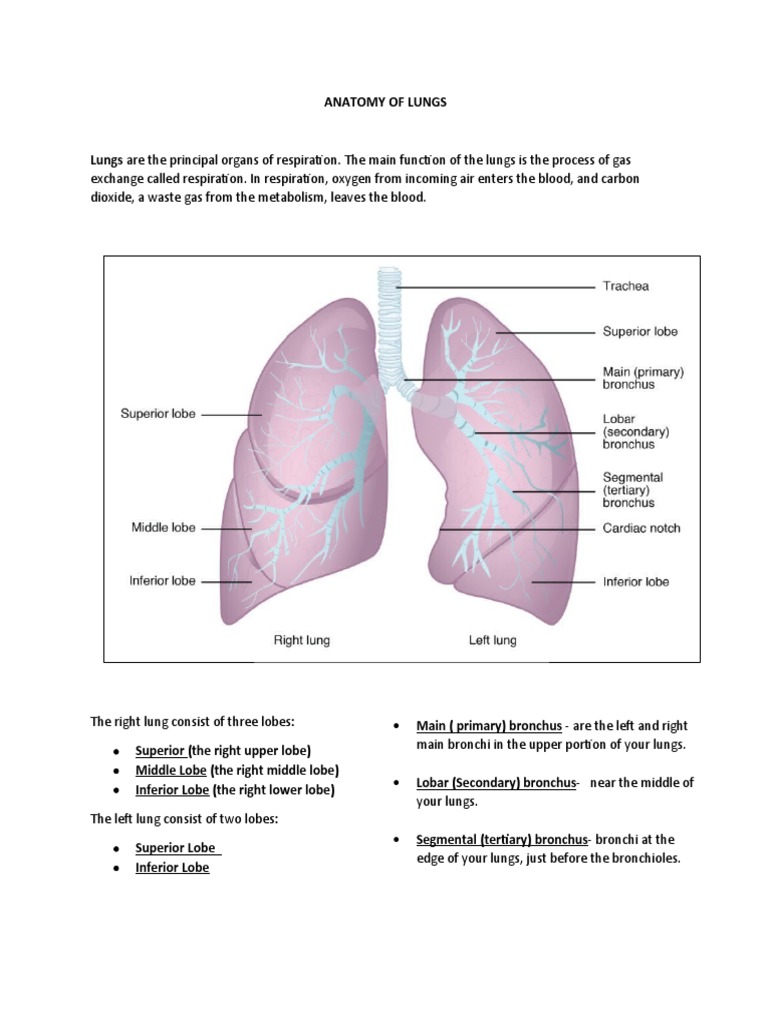 Anatomy of Lungs | PDF | Lung | Respiratory System