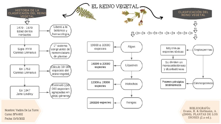 Clasificación del Reino Vegetal | PDF