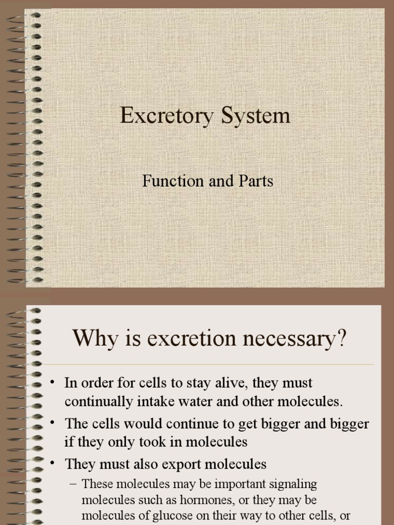 Excretory System | PDF | Kidney | Excretion
