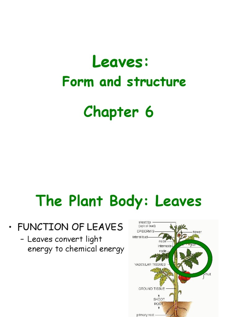 leaf structure | PDF | Leaf | Stoma