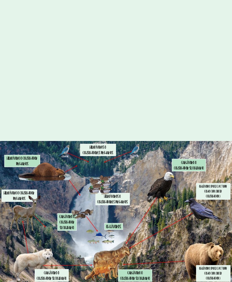 Red Trófica Yellowstone | PDF