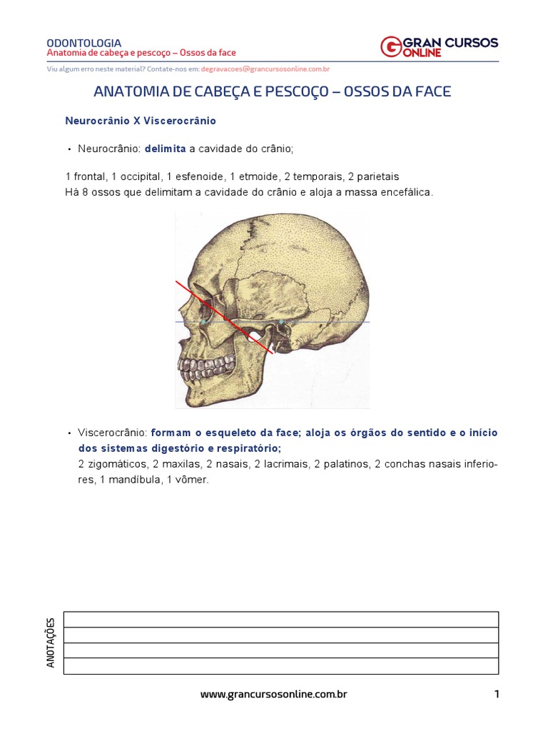 Anatomia Cabeça e Pescoço I | PDF | Crânio | Sistema Esquelético