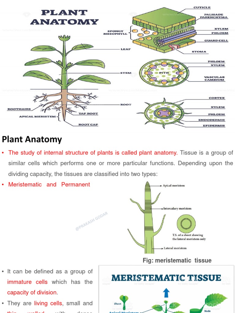 Plant Anatomy and Meristematic Tissues | PDF | Tissue (Biology) | Leaf