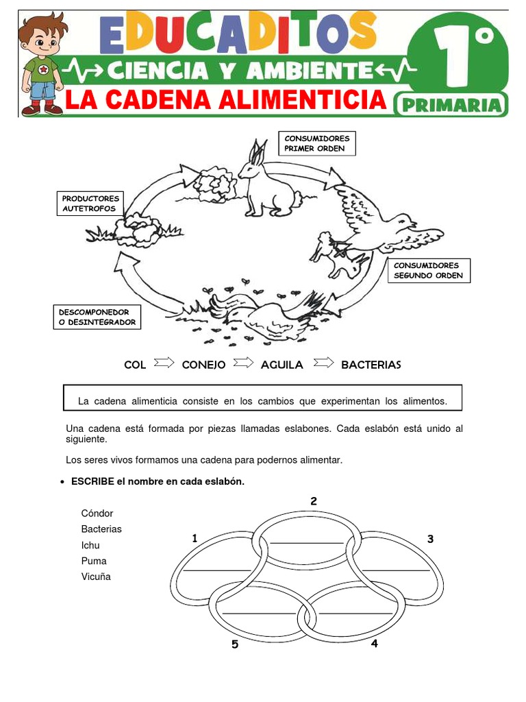 La Cadena Alimenticia para Primer Grado de Primaria | PDF