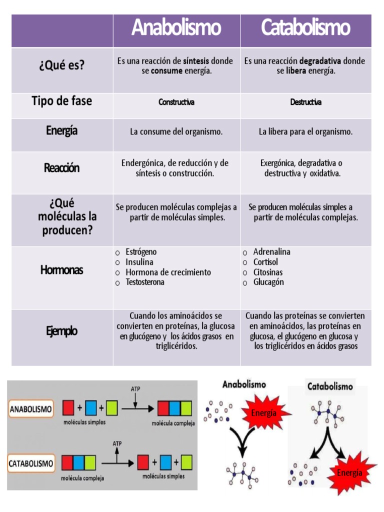 Procesos metabólicos anabólicos y catabólicos: una comparación | PDF