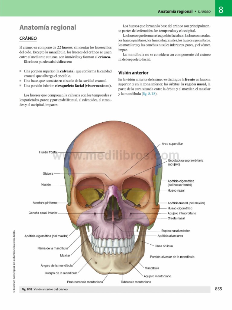 Anatomía de Cráneo | PDF | Cráneo | Anatomía