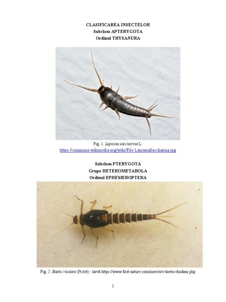 LP 5 Clasificarea Insectelor I - Imagini | PDF | Insects | Hexapoda