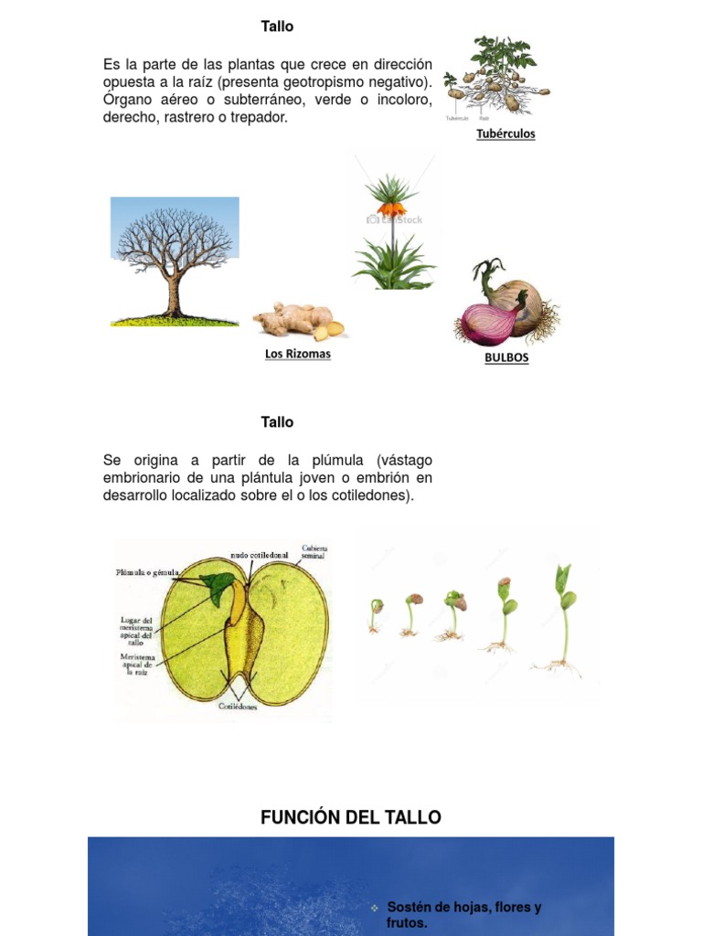 Funciones y tipos del tallo en plantas | PDF | Tallo de la planta ...