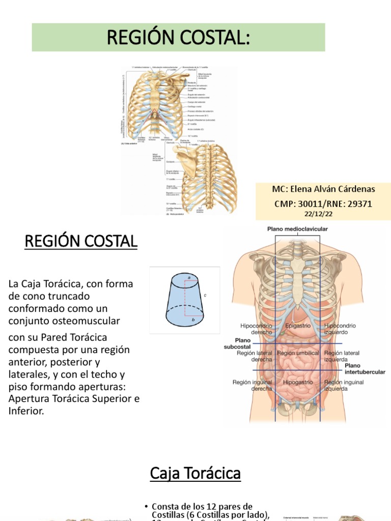 2.región Esternal 2022 | PDF | Tórax | Articulación