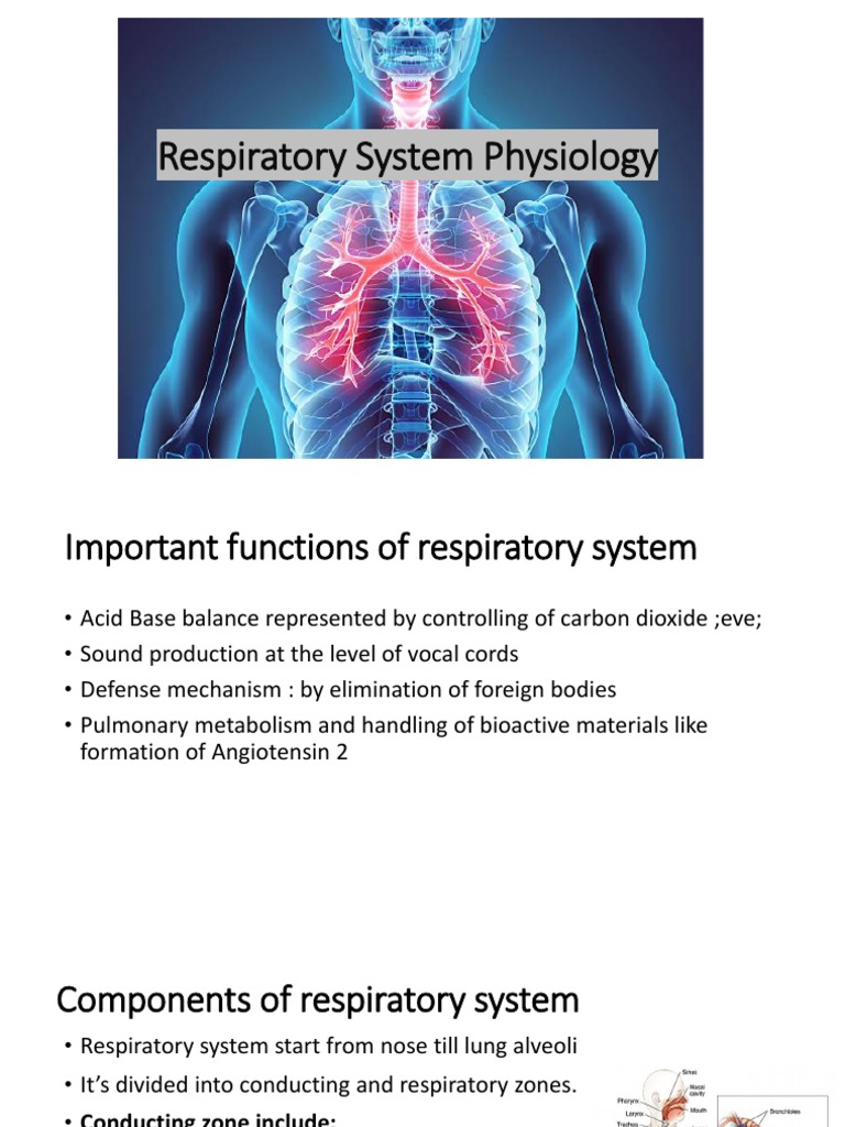 Respiratory System Physiology Pdf Respiratory System Lung
