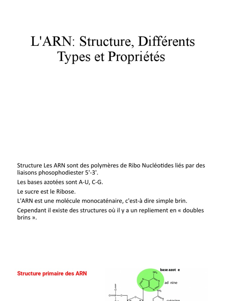 Structure et Types d'ARN : Guide Complet | PDF | Acide ribonucléique ...
